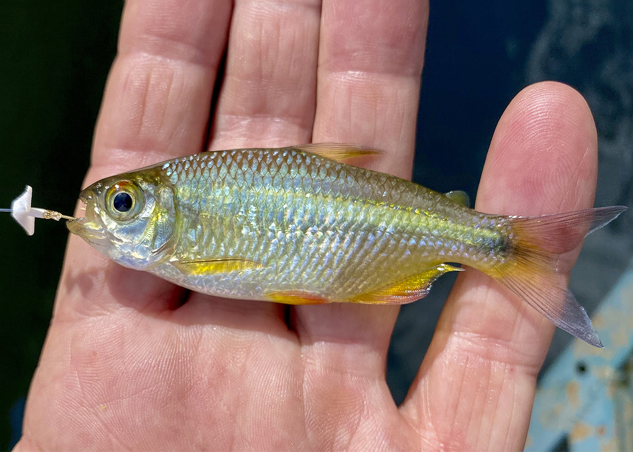 Como pescar o lambari com isca artificial - Revista Pesca & Companhia