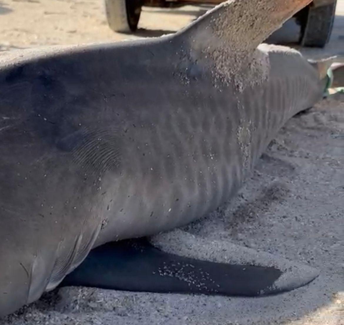 Pescadores cearenses se surpreendem com tubarão em rede de pesca